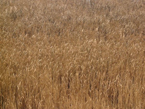 tall grass texture 0001 - Texturelib